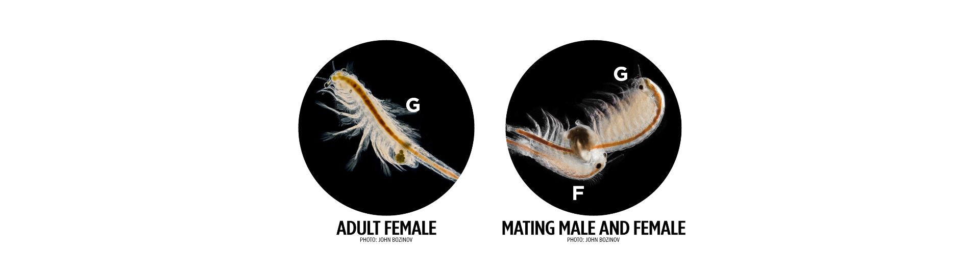 CIRCLE OF LIFE – The Original Sea-Monkeys