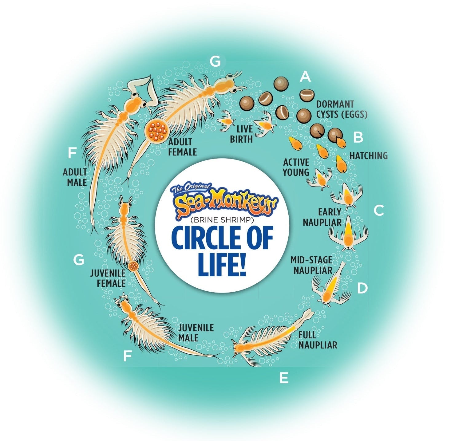 CIRCLE OF LIFE – The Original Sea-Monkeys