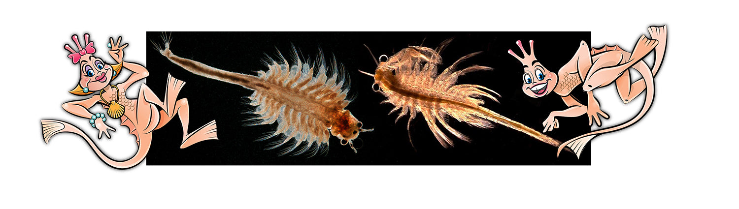 History – The Original Sea-Monkeys